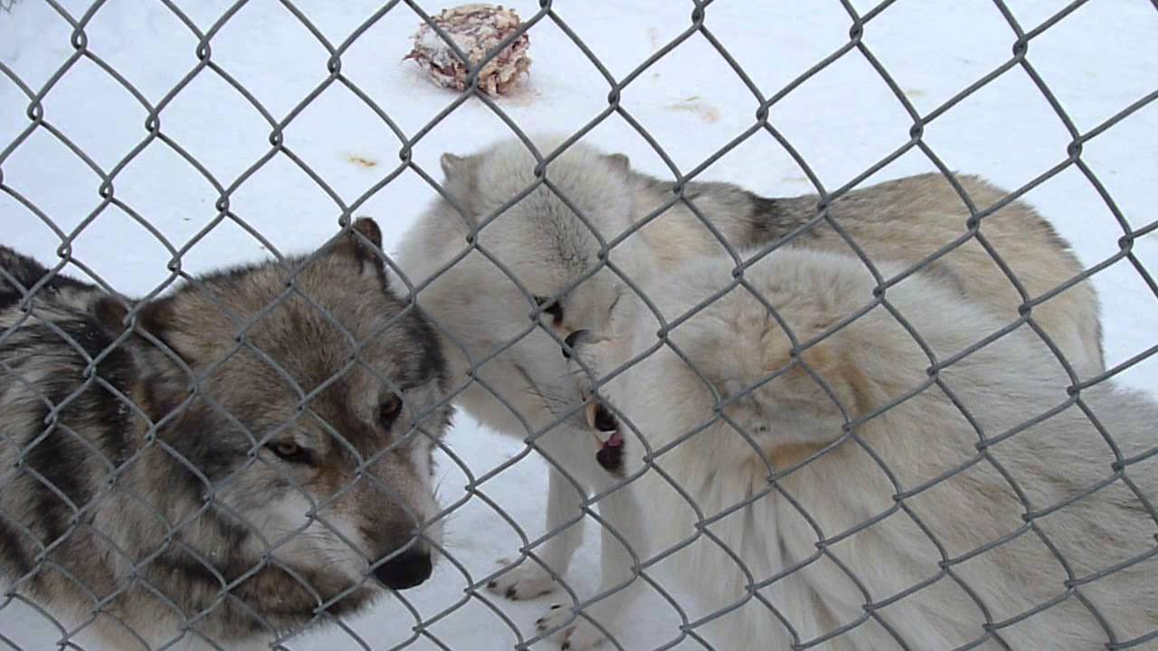 Un loup qui a les crocs.. - YouTube