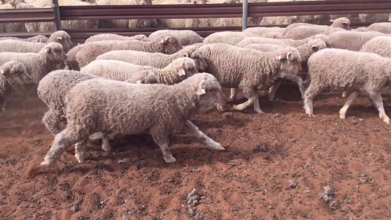 640 Baden Park Merino wether lambs - YouTube