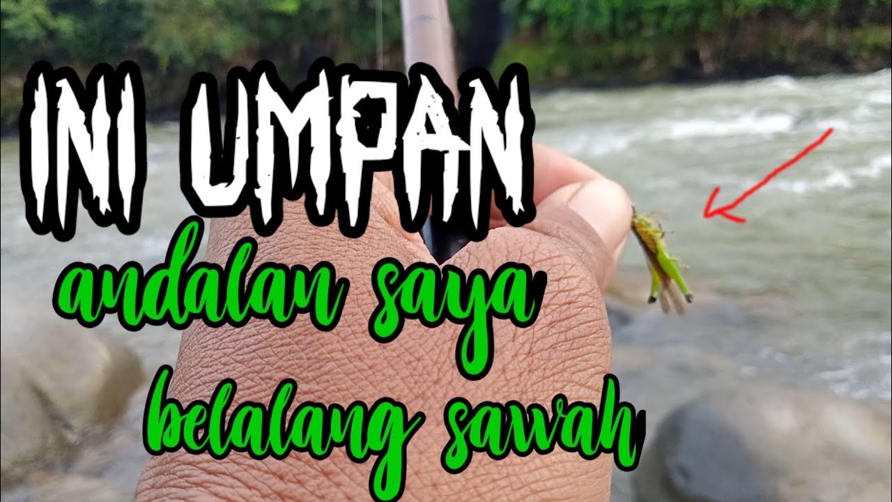 mancing ikan brek Wonosobo sawangan - YouTube