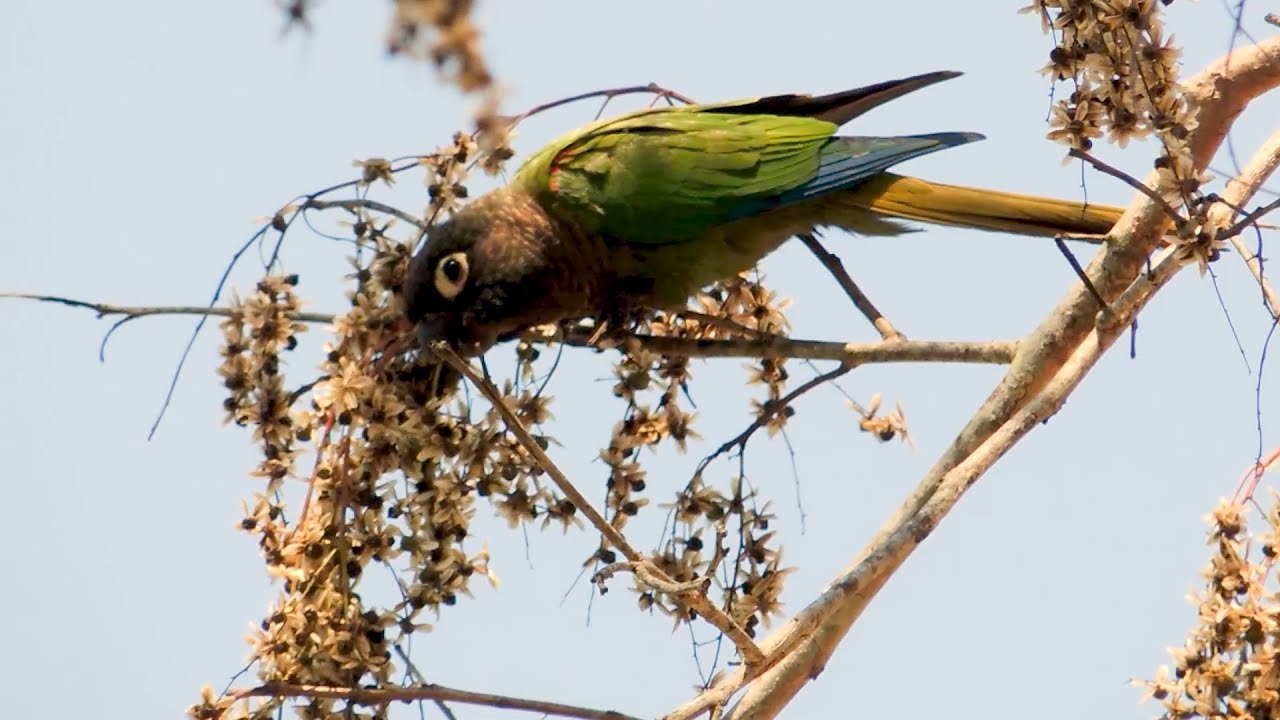 BLAZE-WINGED PARAKEET eating Astronium lecointei Ducke seeds (PYRRHURA ...