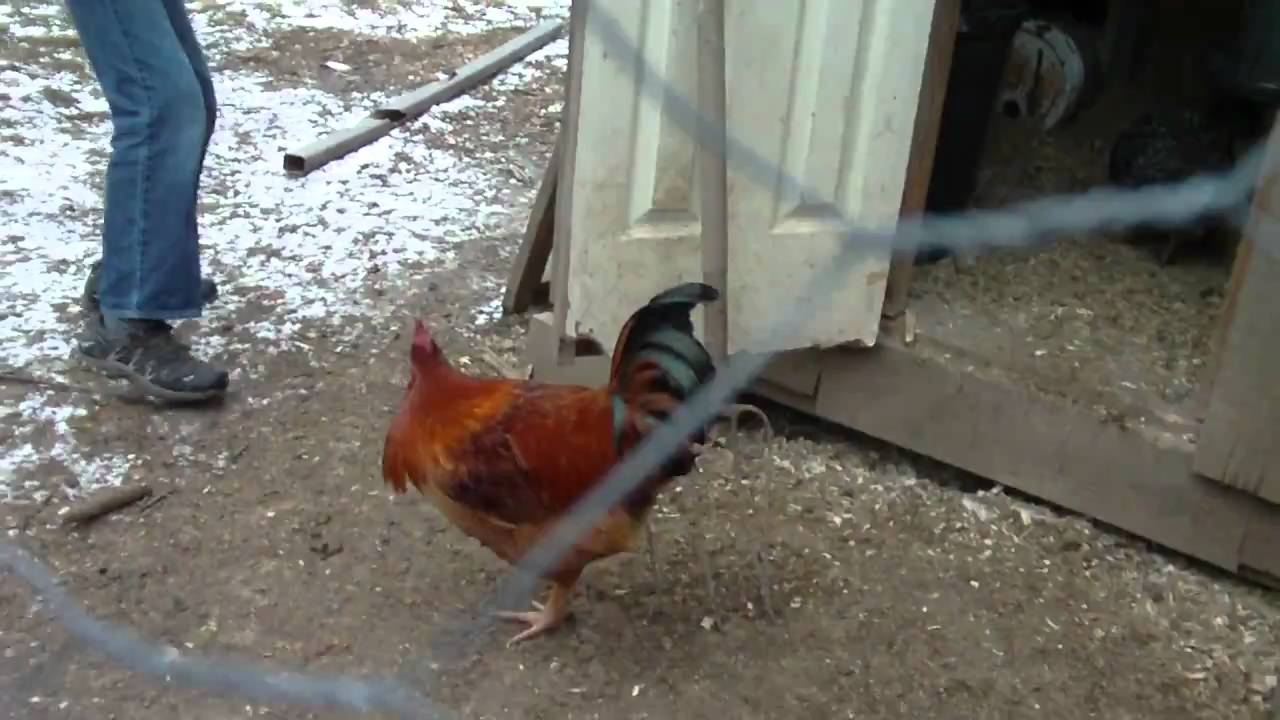 Boy Gets Chased By a Rooster - YouTube