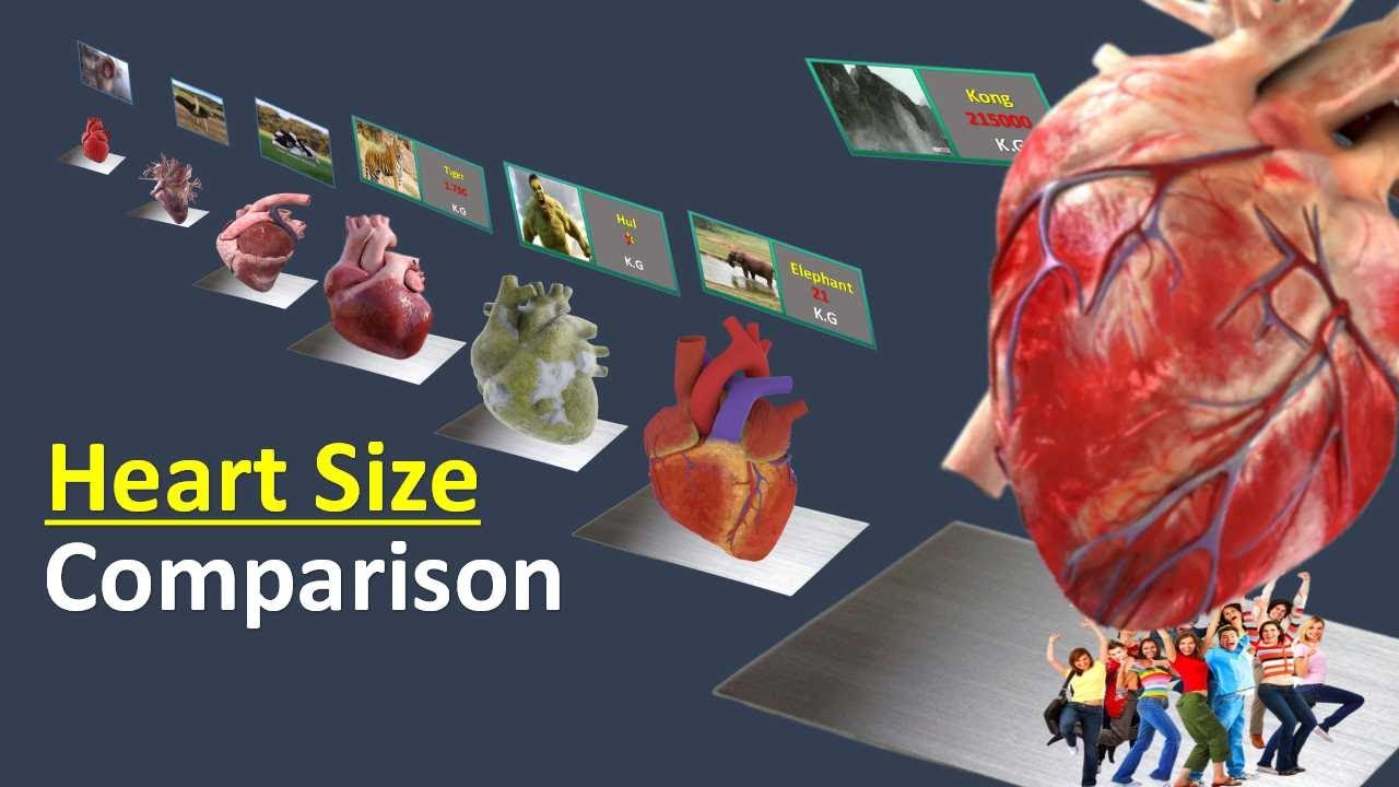 Heart Size Comparison I Human Animal Size Monster Size Fictional