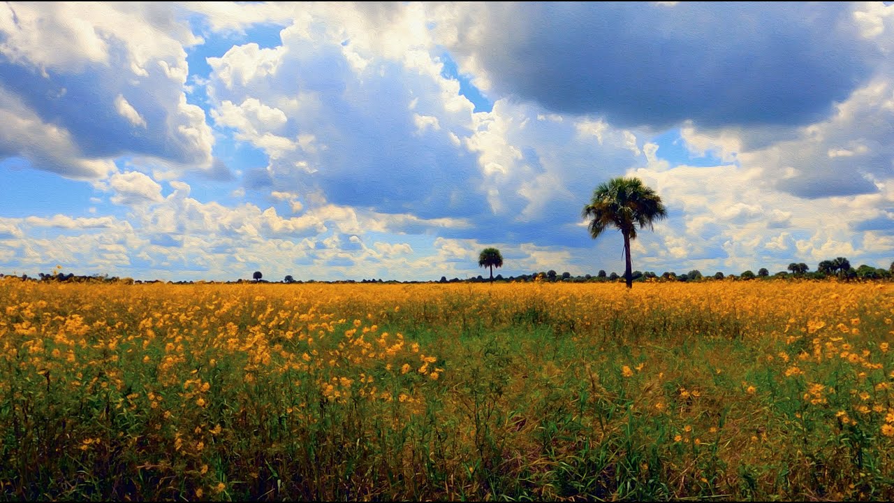FLORIDA RARE SUPER BLOOM - Breezy Yellow Wildflowers, Stormy Clouds # ...