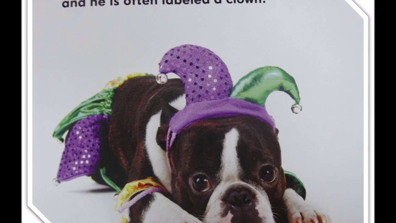 All dogs have ADHD - YouTube