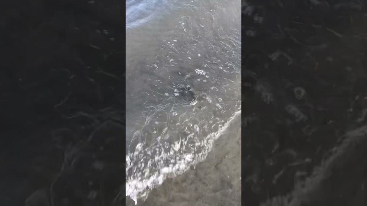 Blue Crabs mating, Folly Beach, South Carolina - YouTube