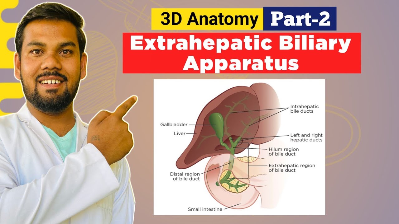 Part -2 | Anatomy of Gall Bladder, Cystic & Bile Duct - Sphincter ...