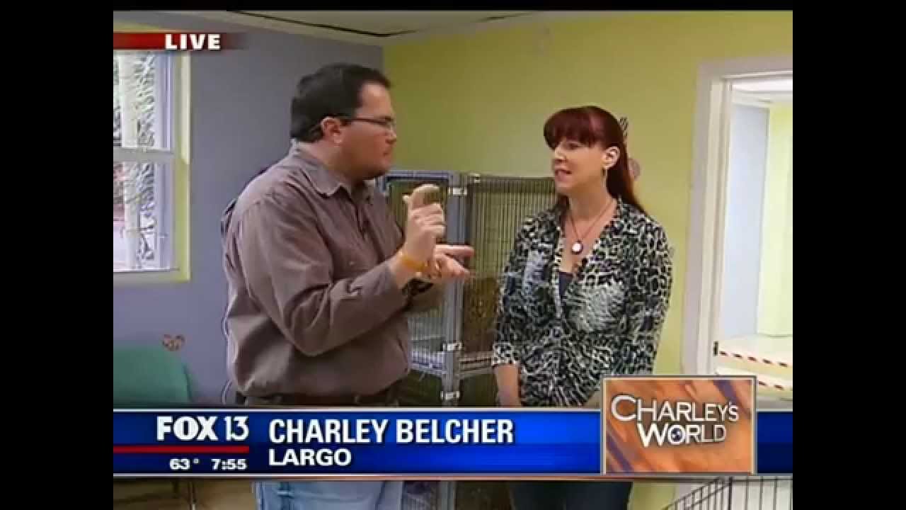 Fox 13: SPCA Tampa Bay’s Tara Miller shows Charley Belcher adoptable ...
