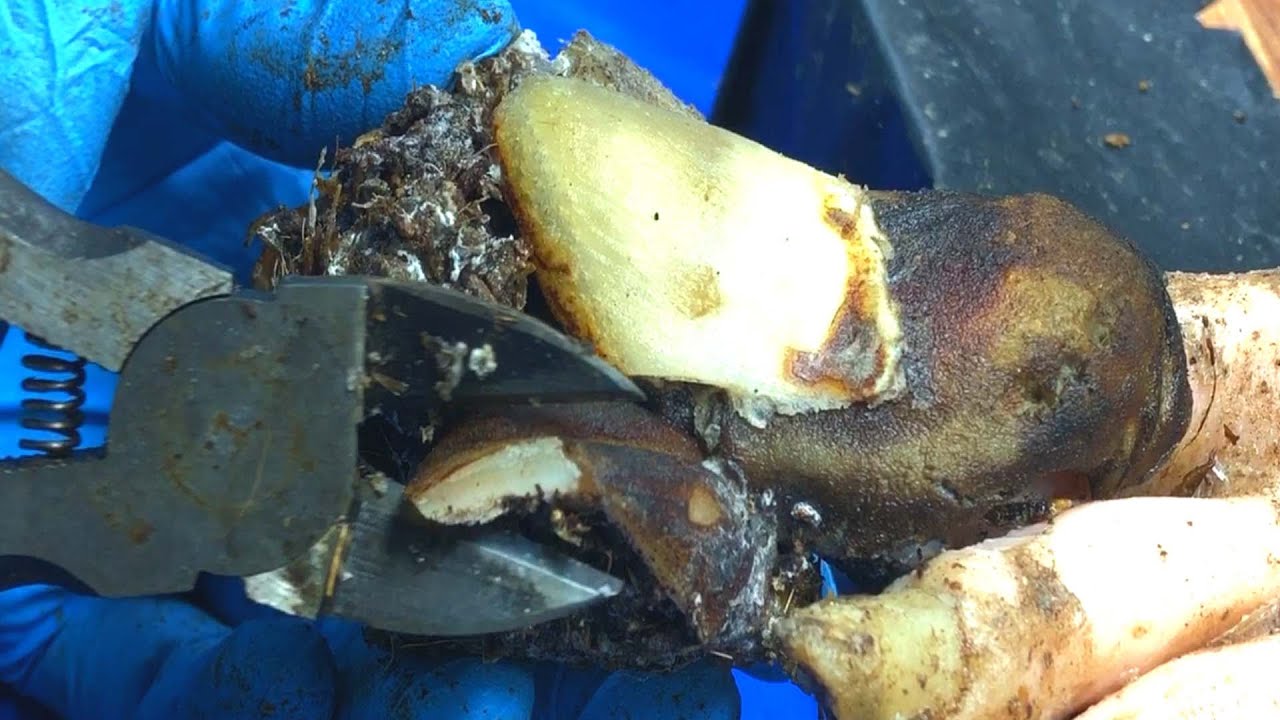 The Onychomycosis arches into a bridge, perfectly trimming the fungus ...