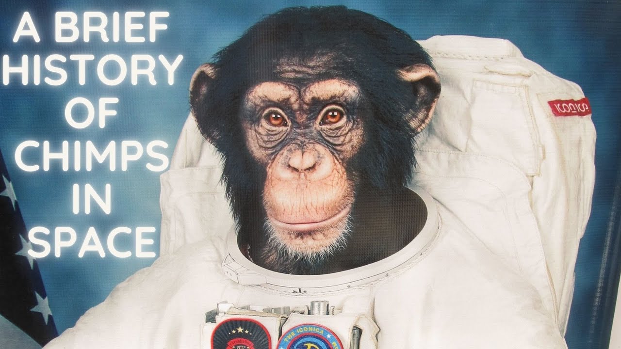 Nasa's chimpanzee astronaut - YouTube