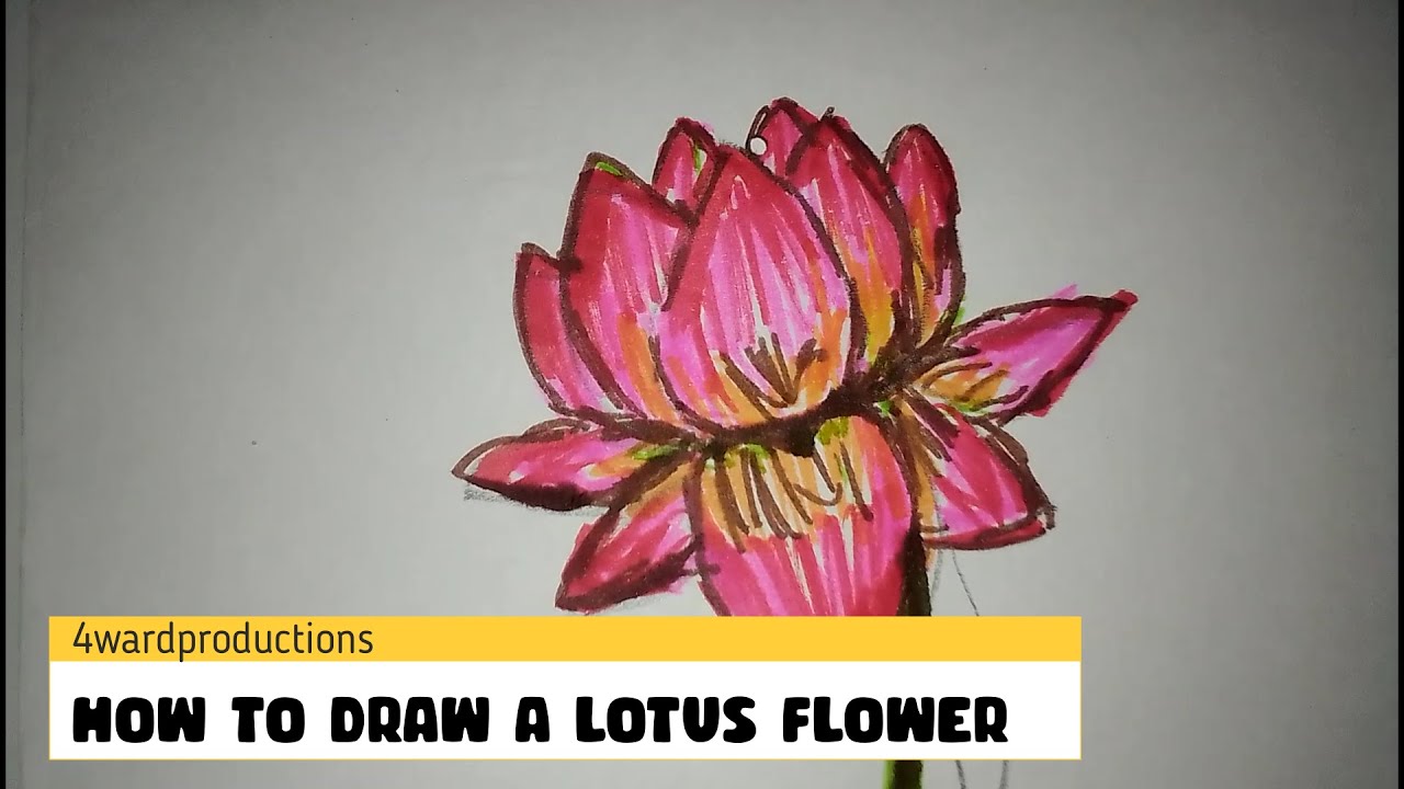 How to draw a lotus flower [step by step guide] | Lotus drawing for ...