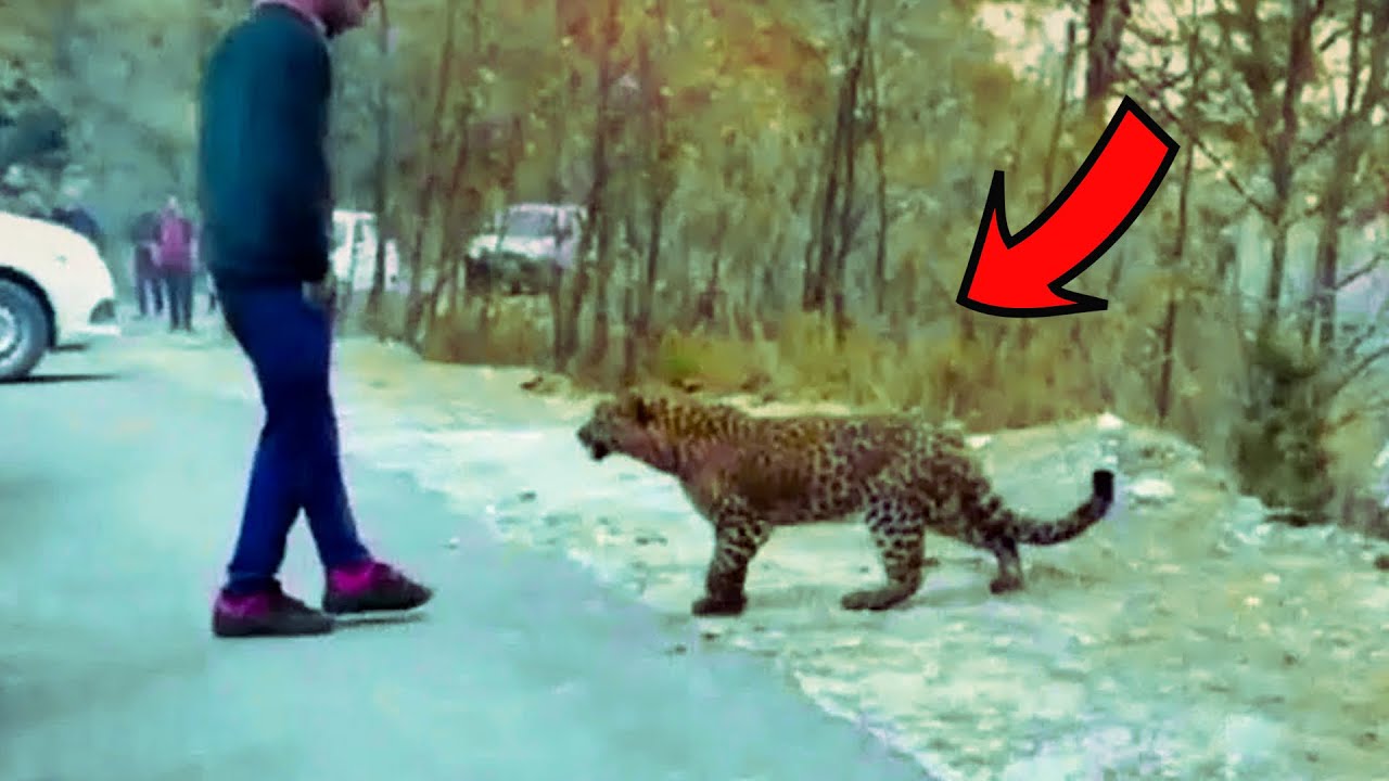 Animals That Asked People for Help & Kindness | Best Moments ! - YouTube