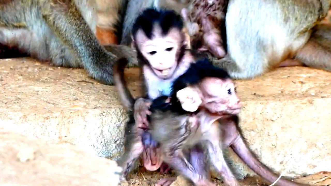 The poor monkey Martin orphan is extremely weak compared to his friends ...