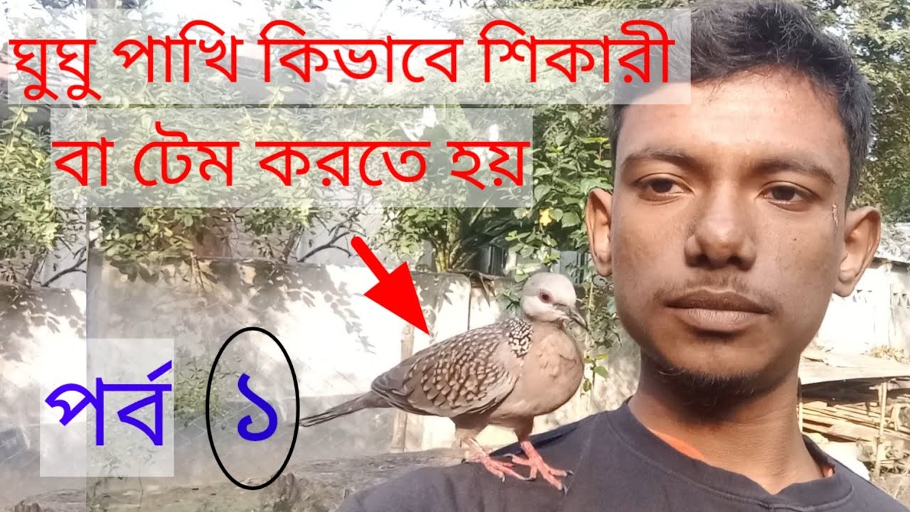 ঘুঘু পাখি কীভাবে শিকারী/টেম করতে হয়।How to tame dove birds.gugu paki ...