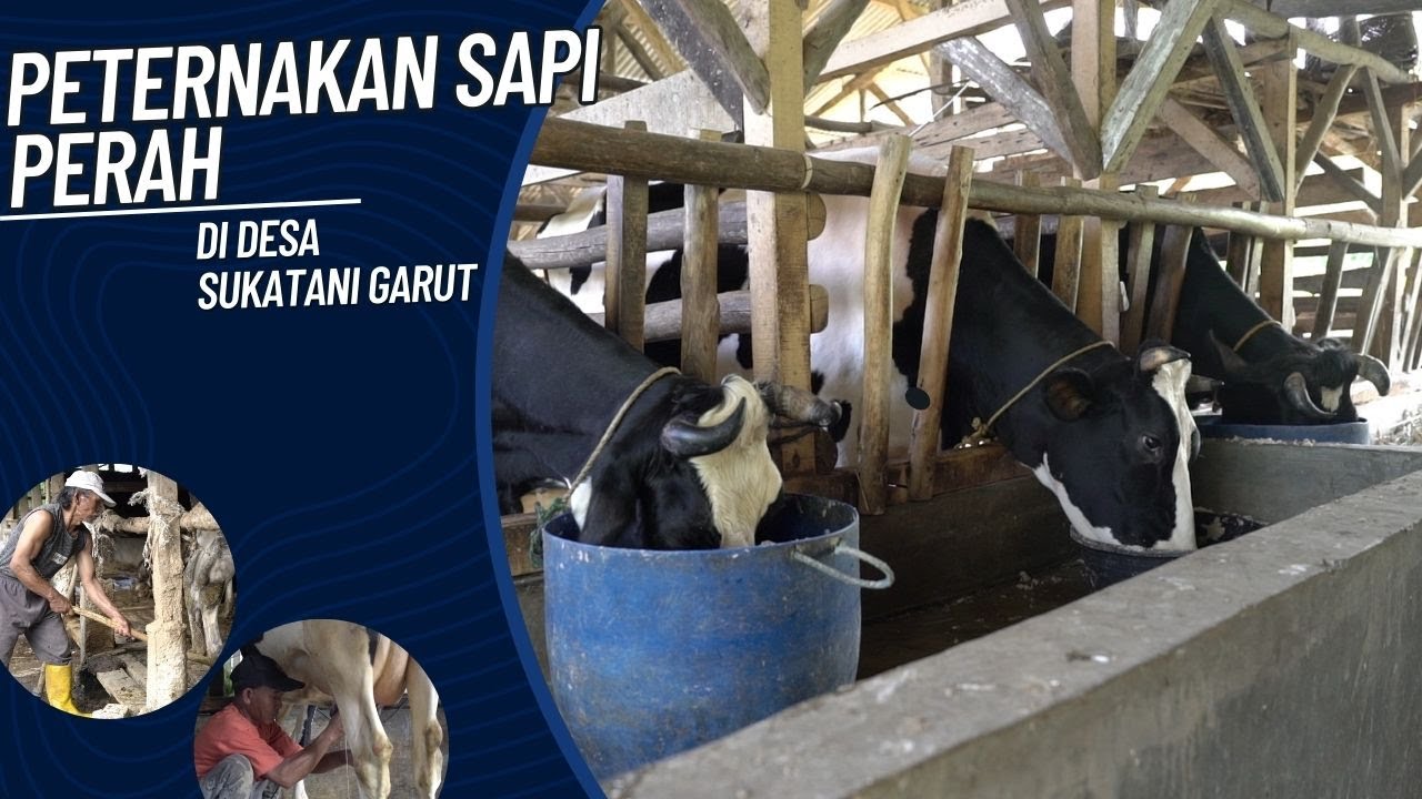 POTENSI SAPI PERAH, DESA SUKATANI, KECAMATAN CILAWU, KABUPATEN GARUT ...