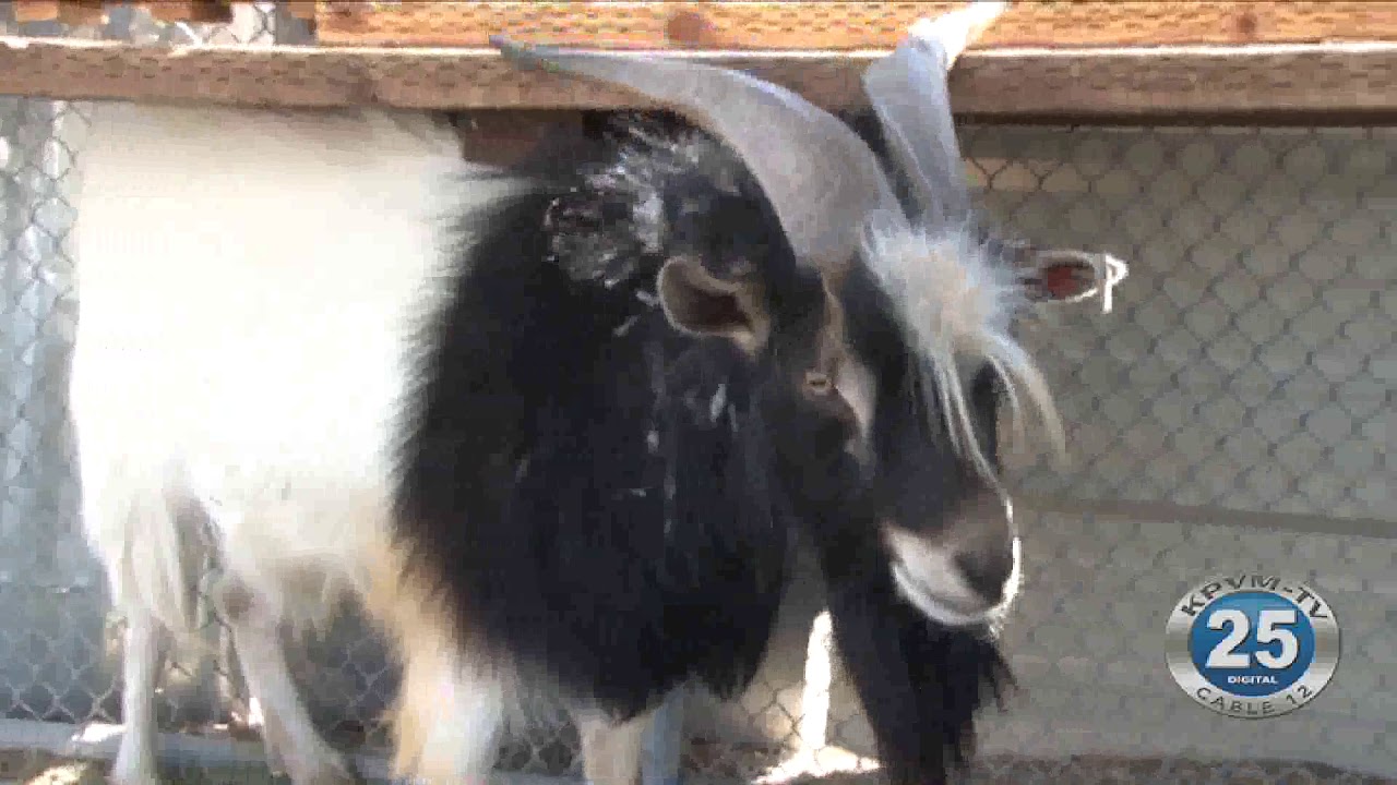 04-06-2020 Save A Pet - Billy, the goat - YouTube