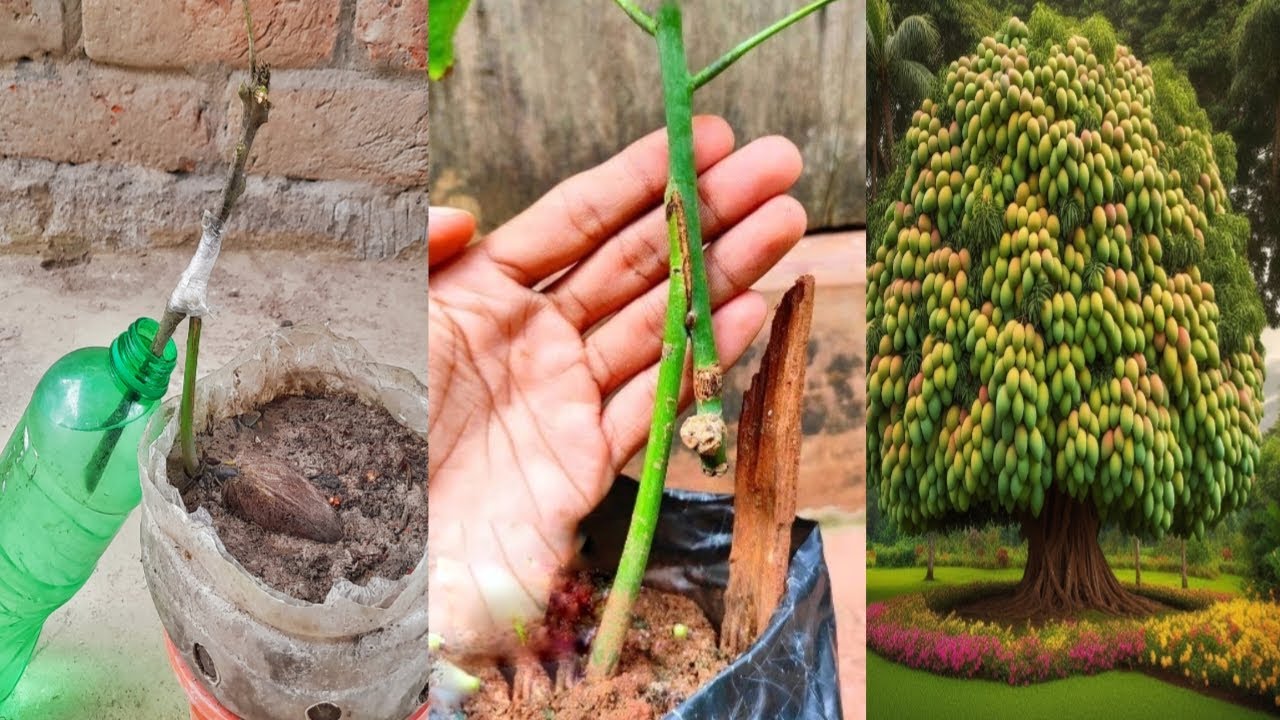 Mango Contact Grafting Technique Easy & 100% Success Full | अम की कलम ...