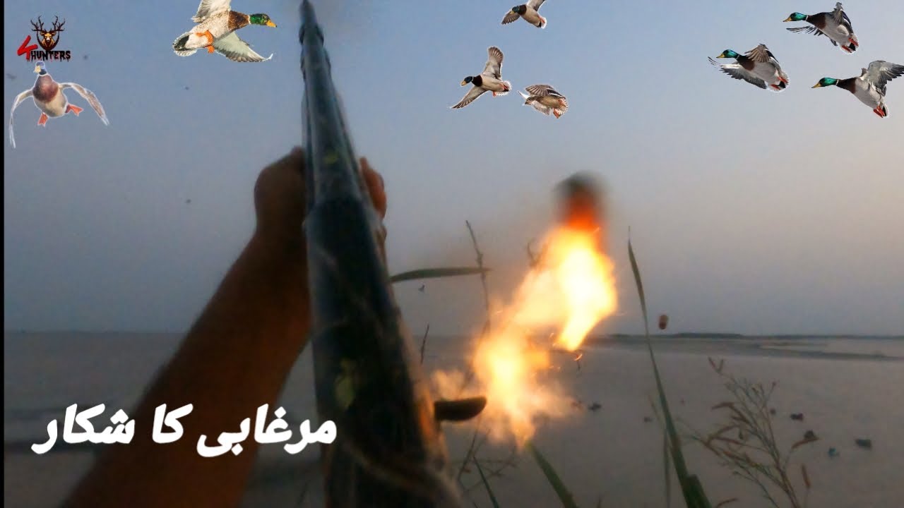 Duck hunting sindh - YouTube