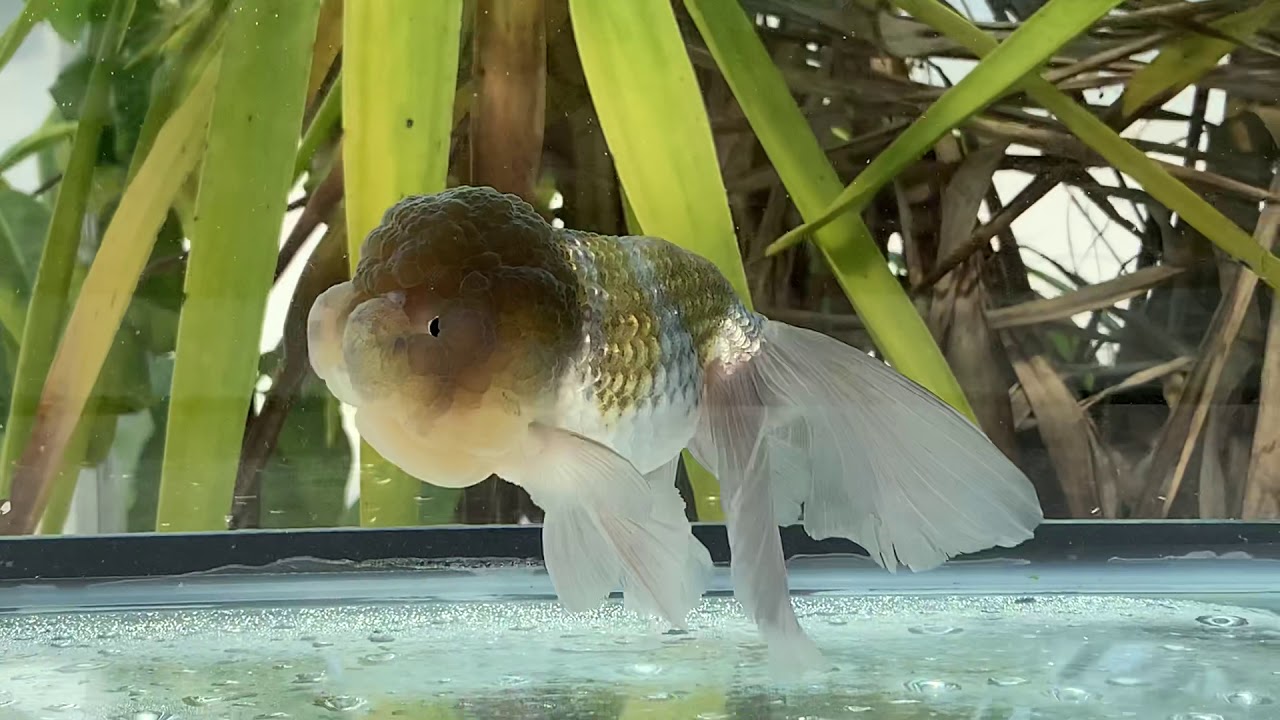 3440 female blue Phoenixtail Lionhead - YouTube