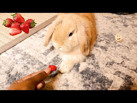 Rabbit Tries Strawberry For The First Time!