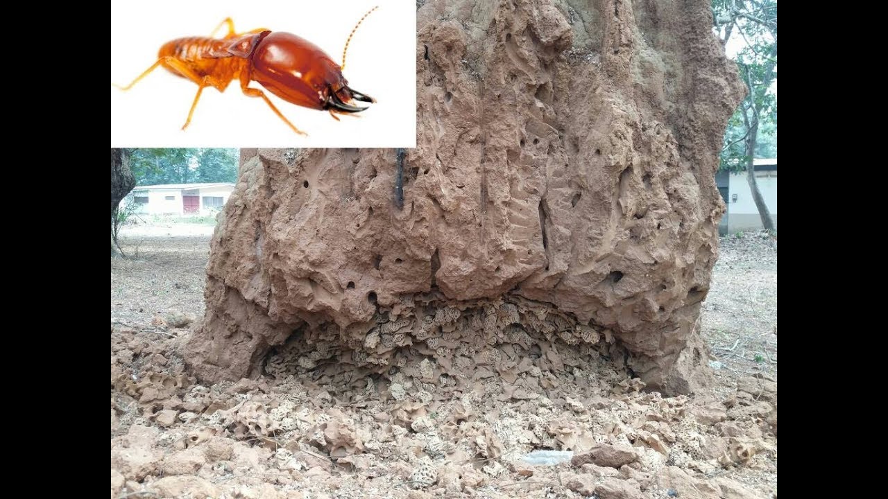 Giant Opened African Termite City. - YouTube