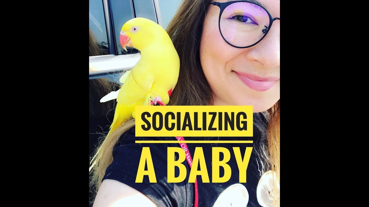 SOCIALIZING a BABY PARROT ---- TRAINING an INDIAN RINGNECK - YouTube
