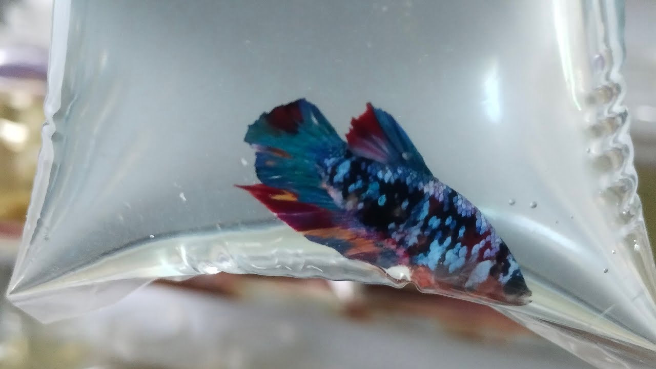 เต้ Betta Hub เม้าท์มอย 3 - YouTube