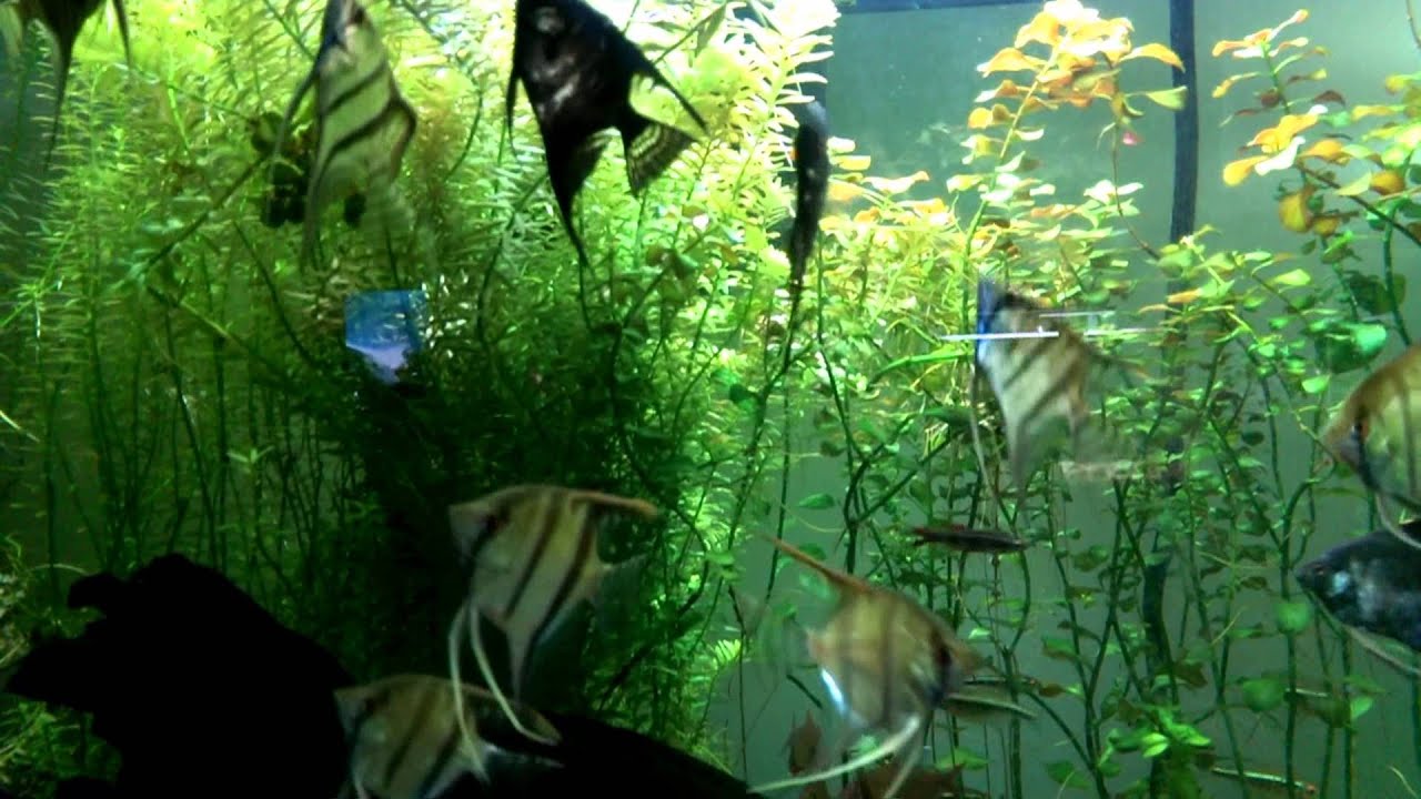 State of the Aquarium Address: 29 Angelfish Community Tank - June, 2013 ...
