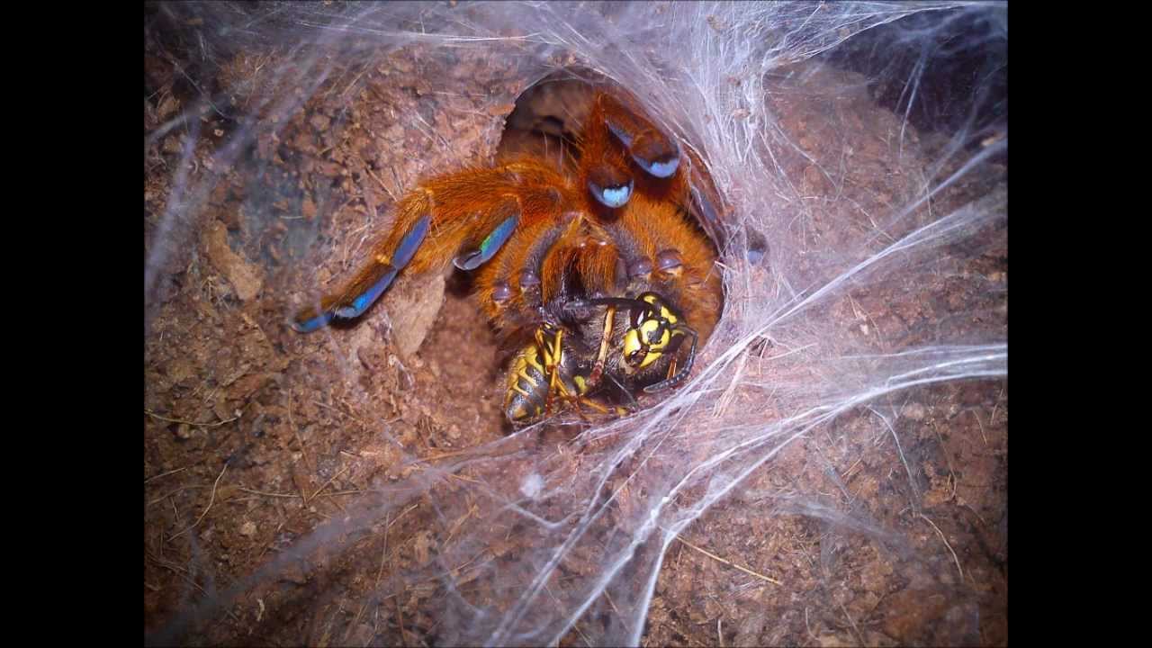 Pterinochilus murinus, the OBT Tarantula vs a big Wasp - YouTube