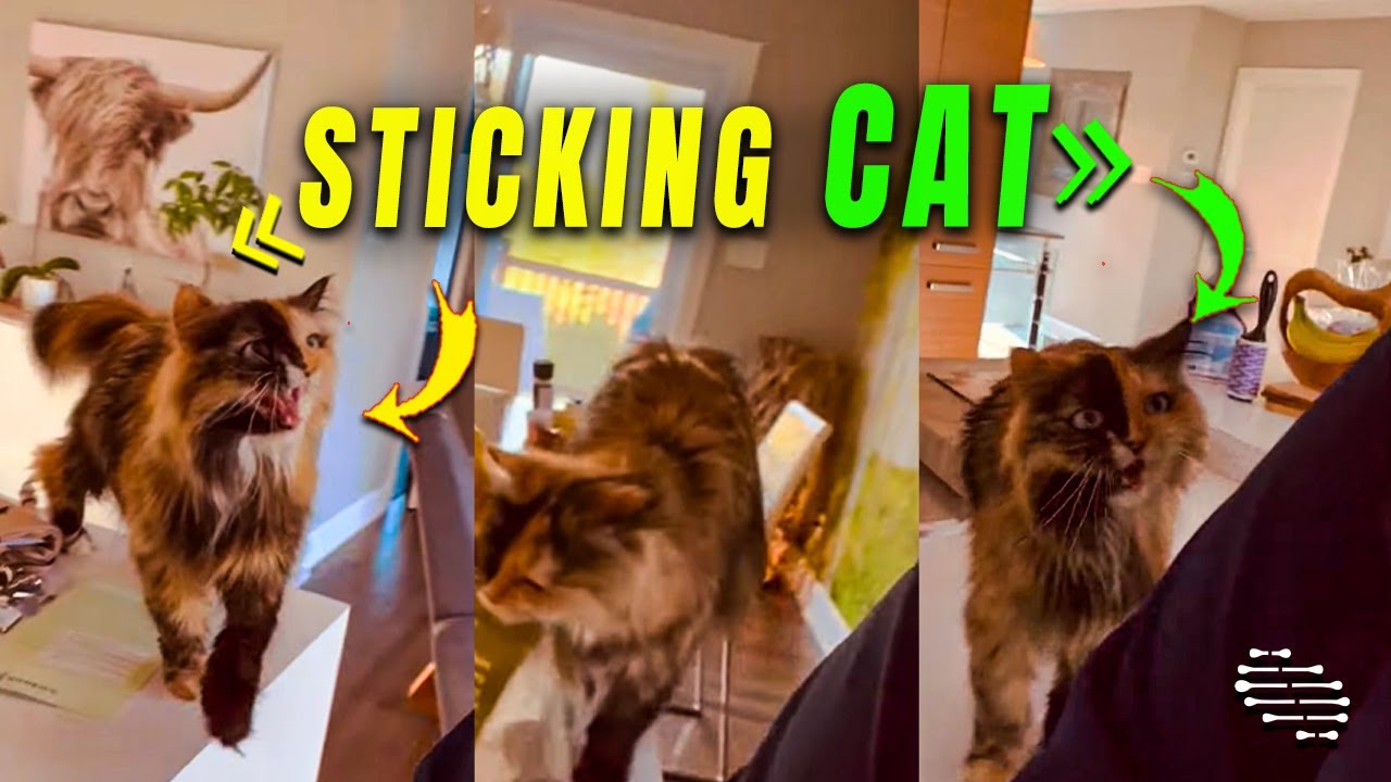 Cat Following Owner, Yelling Then Nudging Her - YouTube