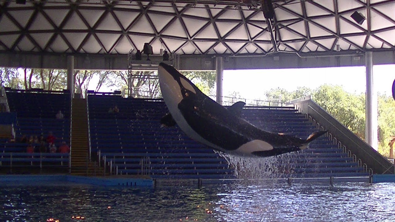 Takara, Sakari & Kamea's Training session - Aug 14, 2020 - SeaWorld San ...