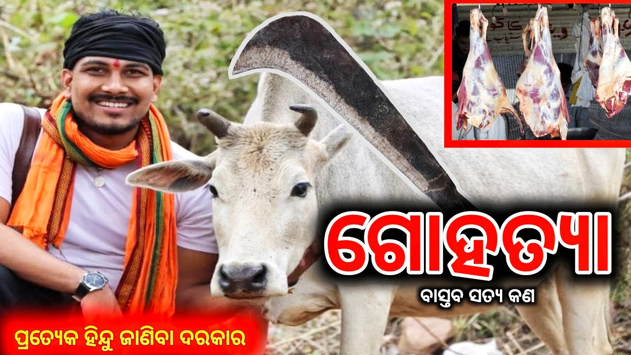 ଗୋହତ୍ଯାର ବାସ୍ତବ ସତ୍ଯ କଣ ॥Real fact of cow slaughter in India॥ #odia # ...