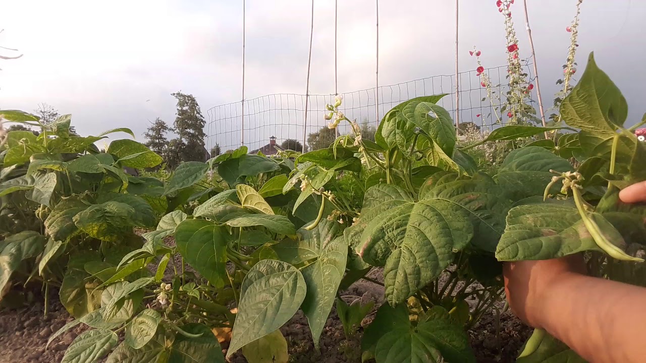 Last year nakong Bagyo beans (sperzieboon) - YouTube