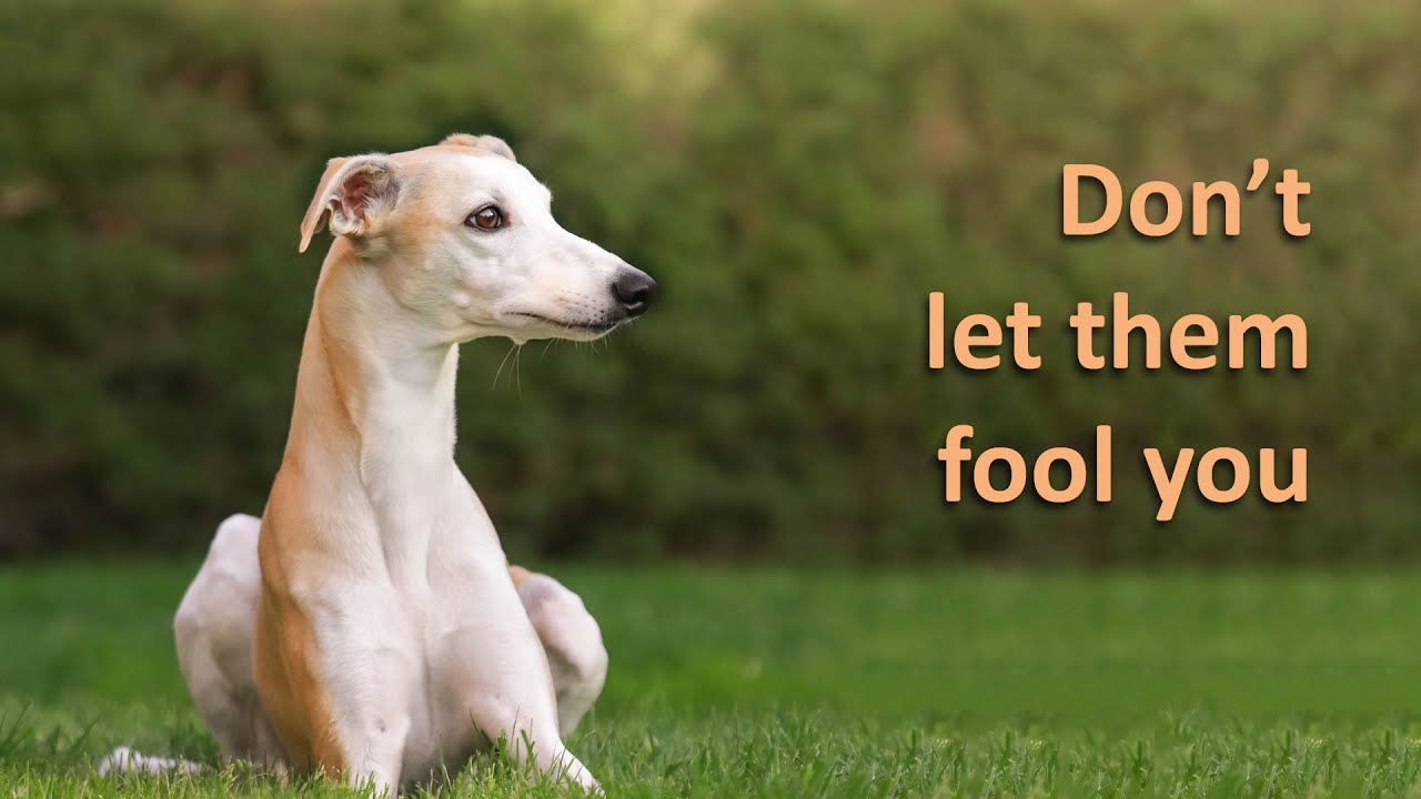 Sight Hound Quotes Greyhound Lurcher Whippet Pet Dog Memorial Rainbow