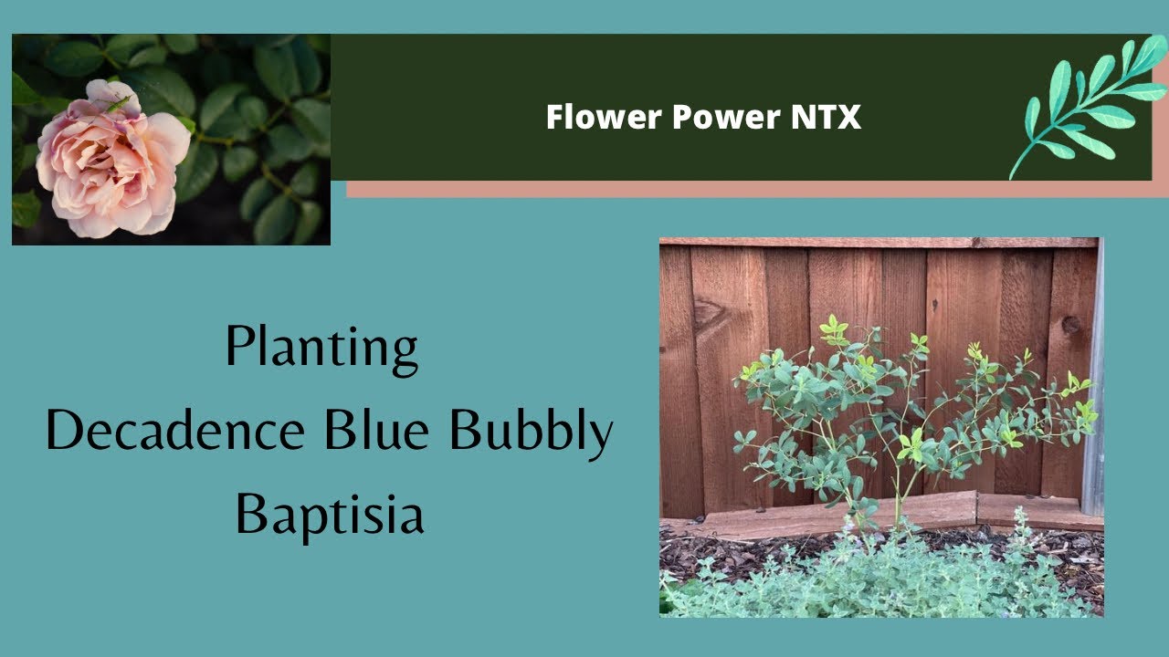 Planting Decadence Blue Bubbly Baptisia (Drought Tolerant in NTX ...
