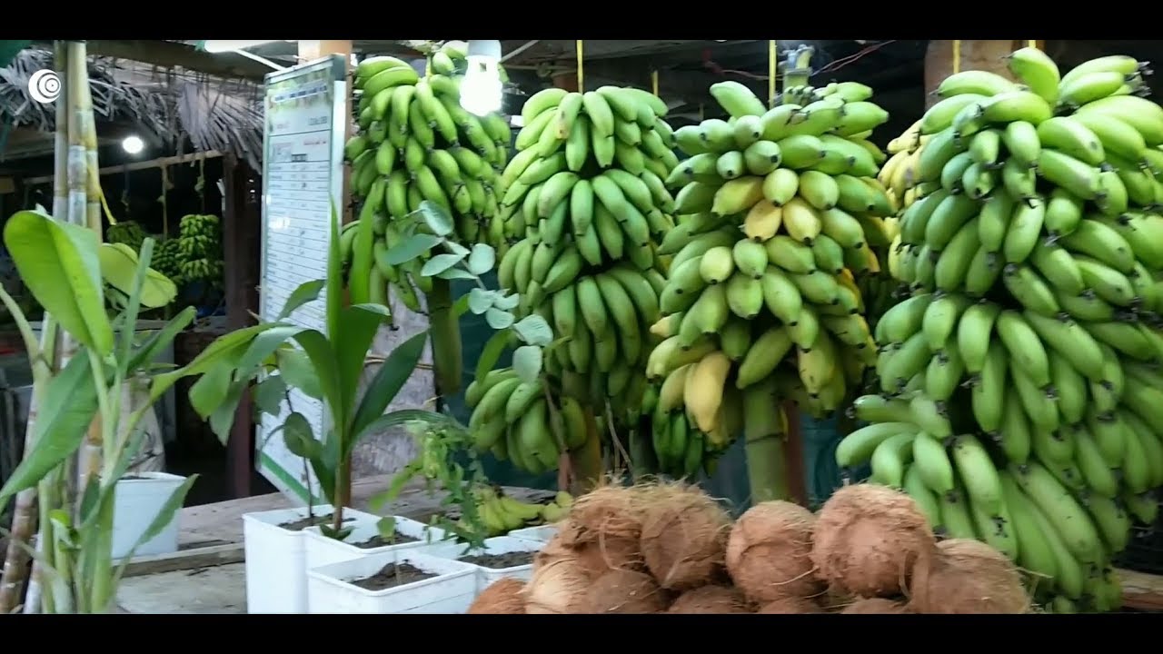 Enjoying the monsoon in Salalah? Let's explore the fruit stalls of ...