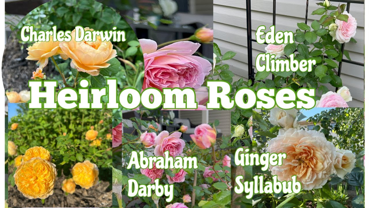 Most Beautiful Old Fashioned Fragrant Roses / Heirloom Roses #rose # ...