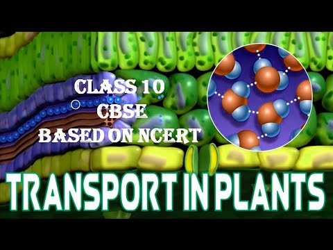 Transportation in plants class 10 CBSE - YouTube