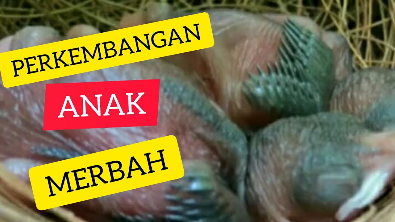 PERKEMBANGAN ANAK MERBAH | DARI ANAK HINGGA DEWASA | BERSARANG DI ...