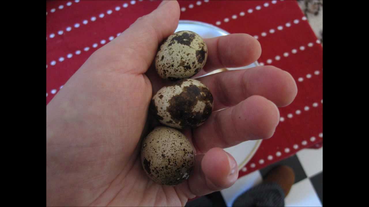 Quill Eggs for Breakfast - YouTube