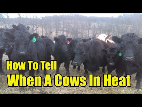 How To Tell When A Cow Is In Heat
