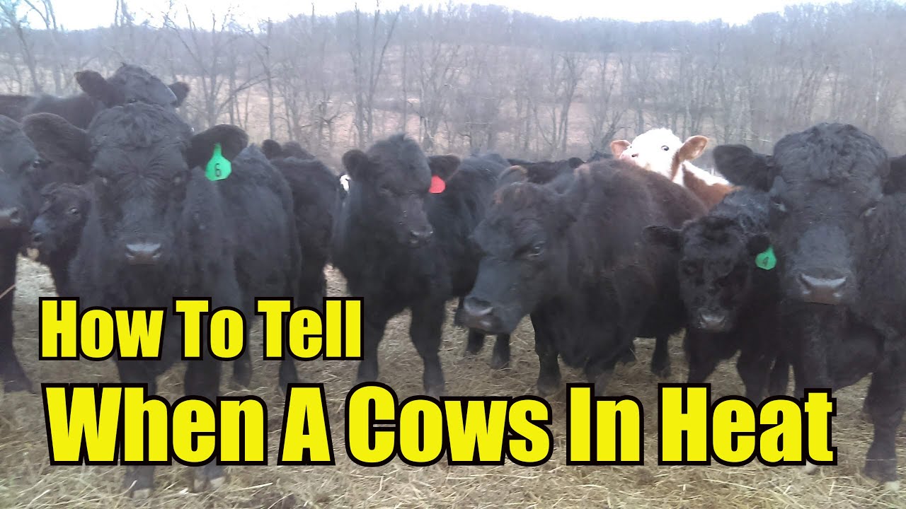 How To Tell When A Cow Is In Heat - YouTube