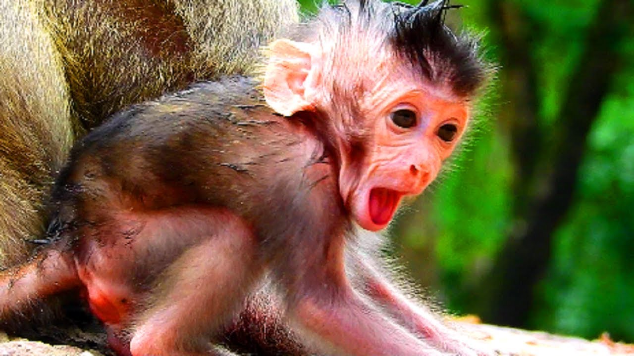 What Polly doing? Polly is very sweet ,New baby smile without teeth ...