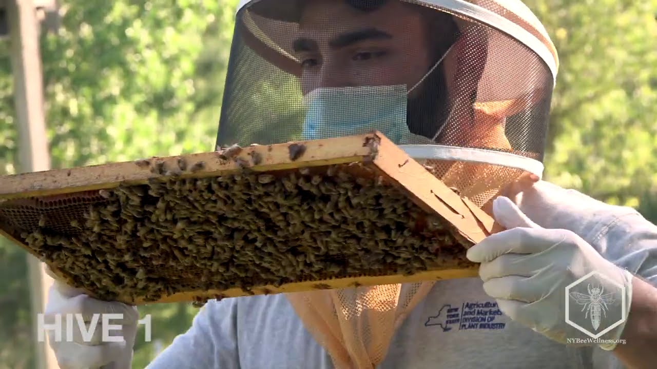 Apiary & Hive Inspection with a NYS Inspector- a NY Bee Wellness video ...
