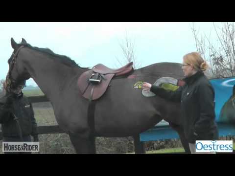 The Mare's Oestrus Cycle- Part 3 | HorseandRider UK