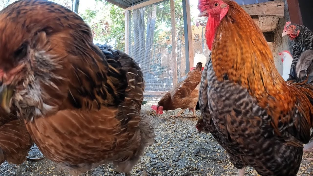 Backyard Chickens Continuous 4 Hours Long Chicken Sounds Noises Hens ...