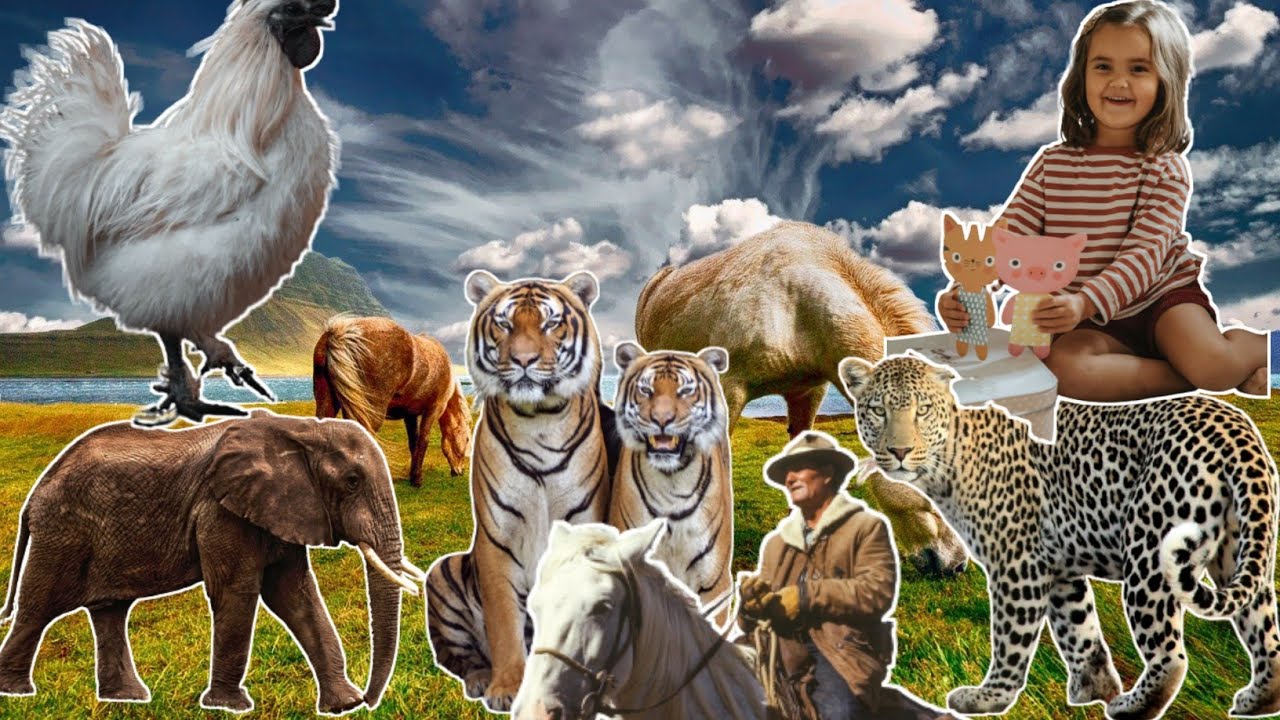 Discovery animals with sound video elephant horse lion tiger cheetah ...