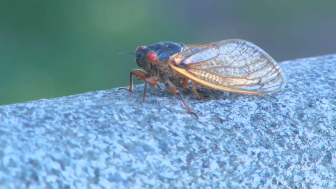Rare emergence of 13-year and 17-year cicadas set to buzz in Oklahoma ...