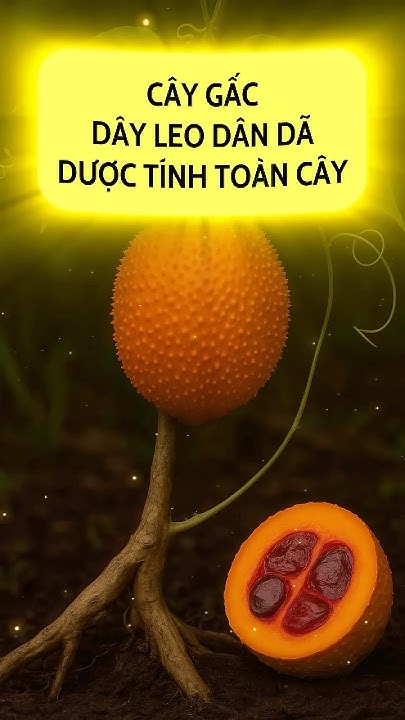 CÂY GẤC, DÂY LEO DÂN DÃ, DƯỢC TÍNH TOÀN CÂY #caythuocvietnam # ...