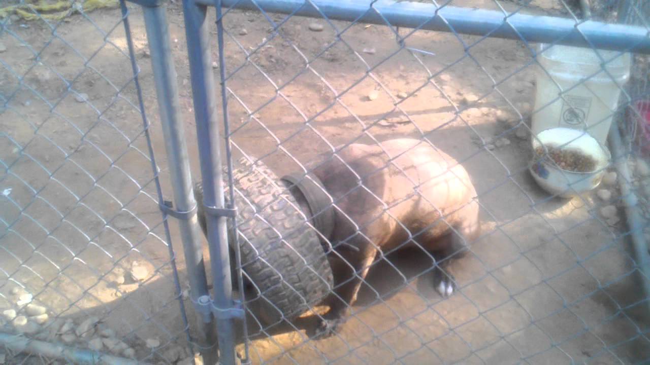 Pitbull bites a tire lol - YouTube