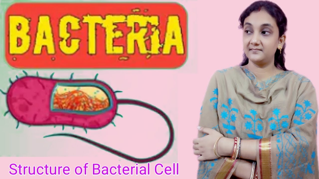 Structure of Bacterial Cell and Functions | Structure of Bacteria Class ...